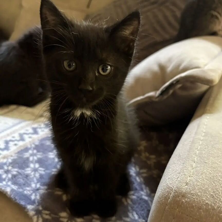 Сибирский котёнок