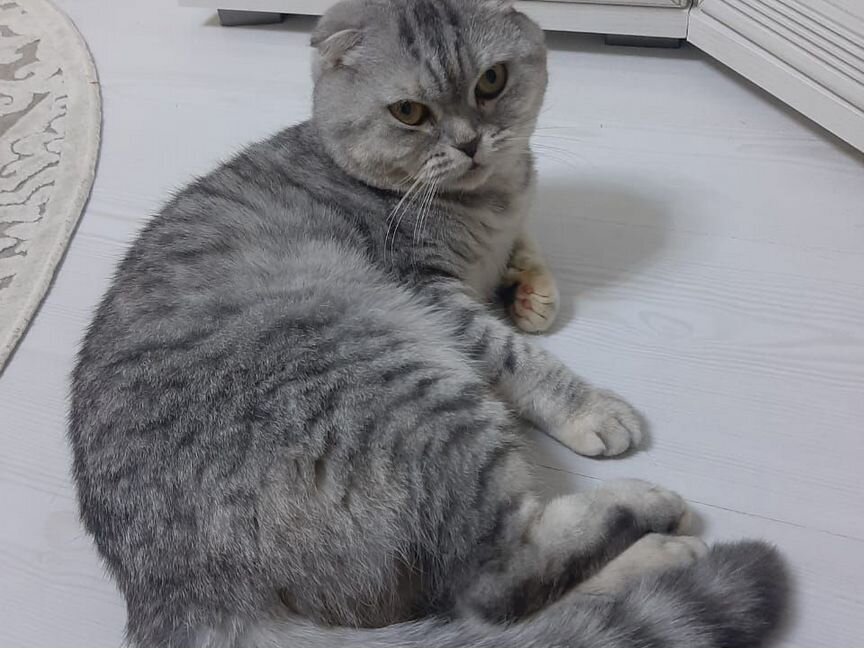 Шотландская вислоухая кошка бесплатно