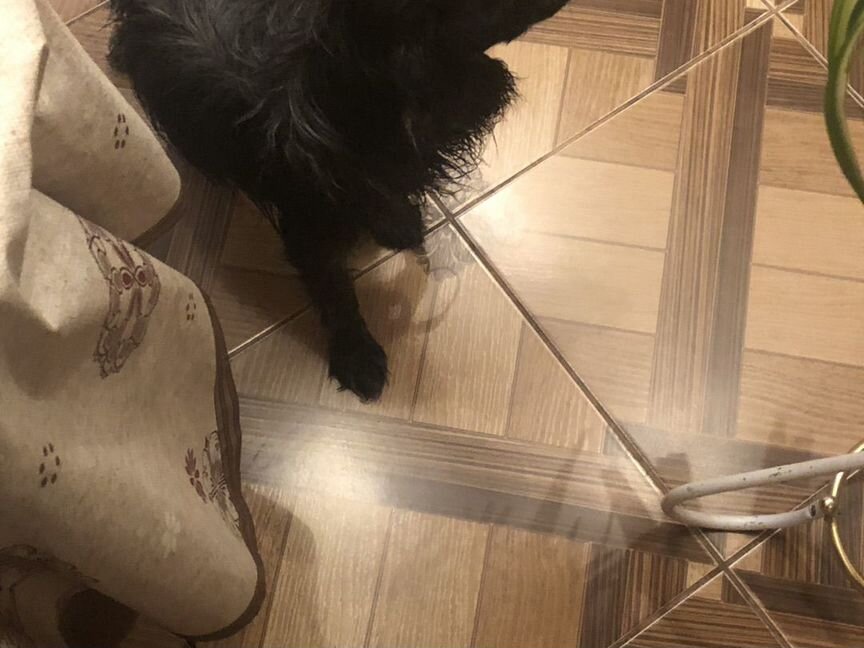 Спаниель в добрые руки