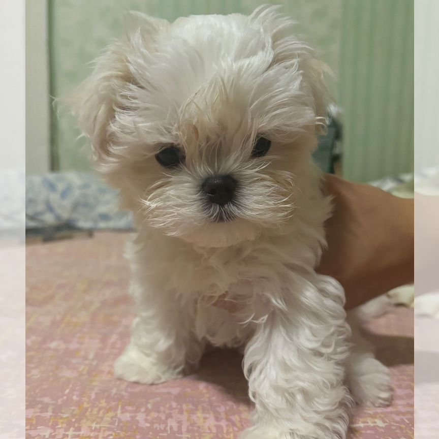 Мальтезе мальтийская болонка