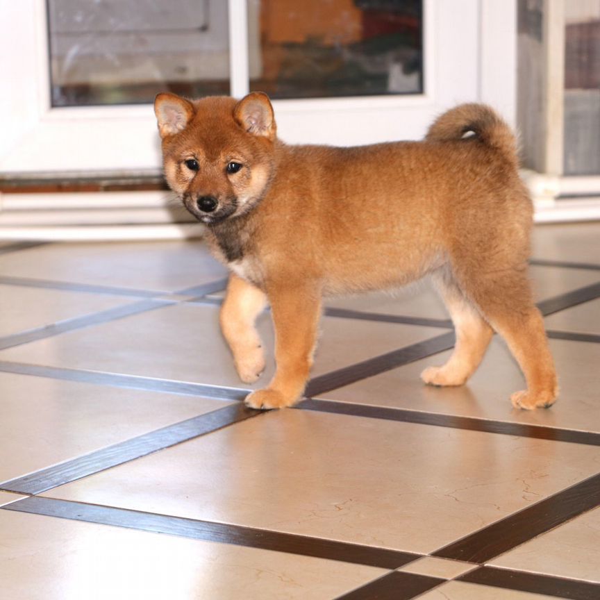 Рыжая красавица