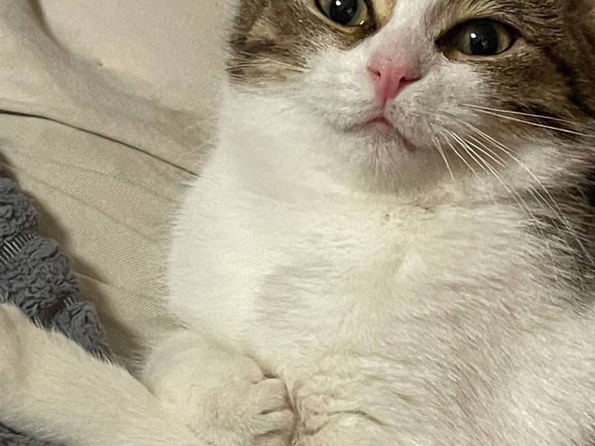 Кошка в дар бесплатно