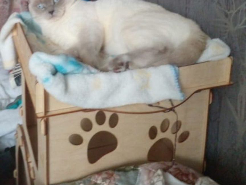 Британский кот