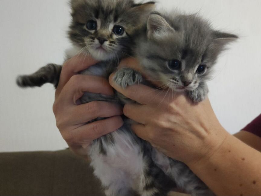 Котята