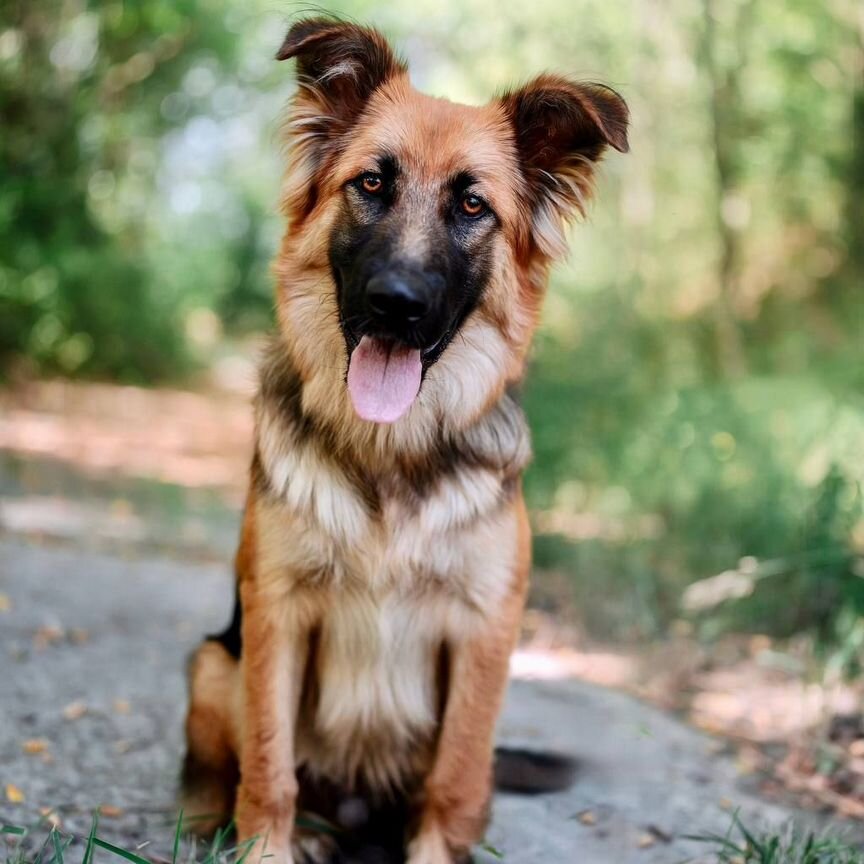 Байкал метис немецкой овчарки в добрые руки в дар
