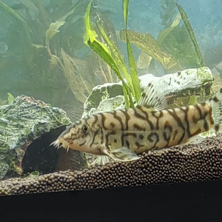 Боция мраморная