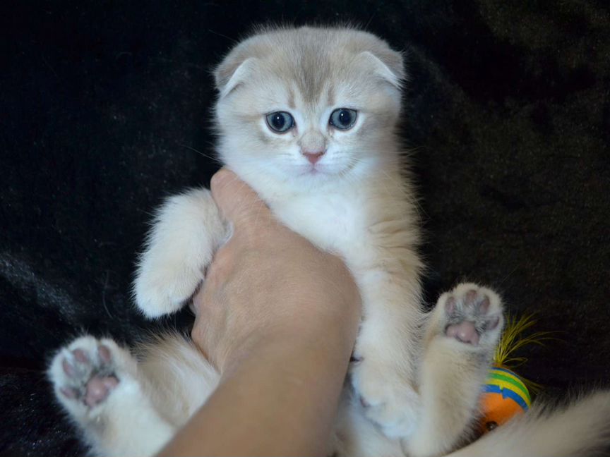 Шотландская вислоухая кошка