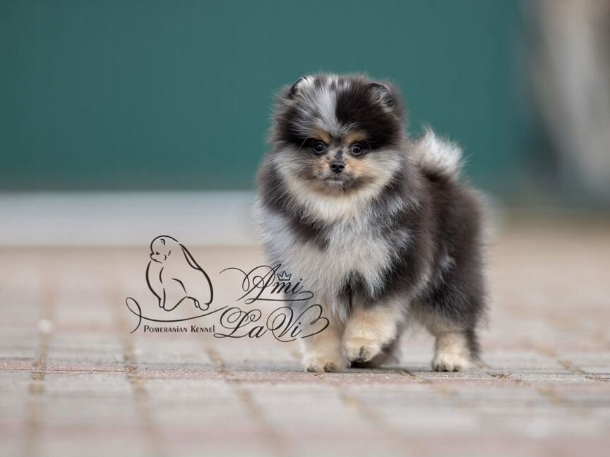 Померанский шпиц мерле мальчик