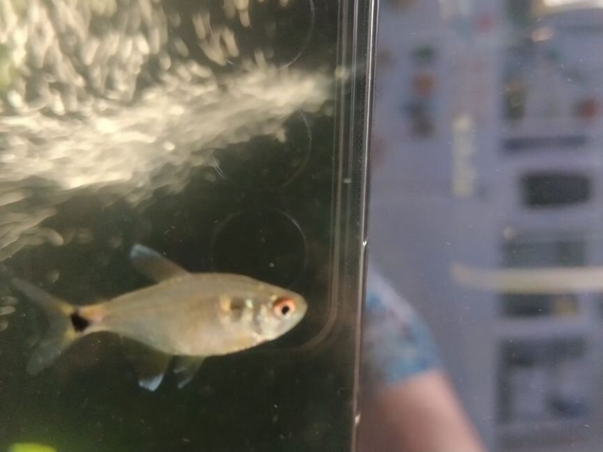 Аквариумные рыбки