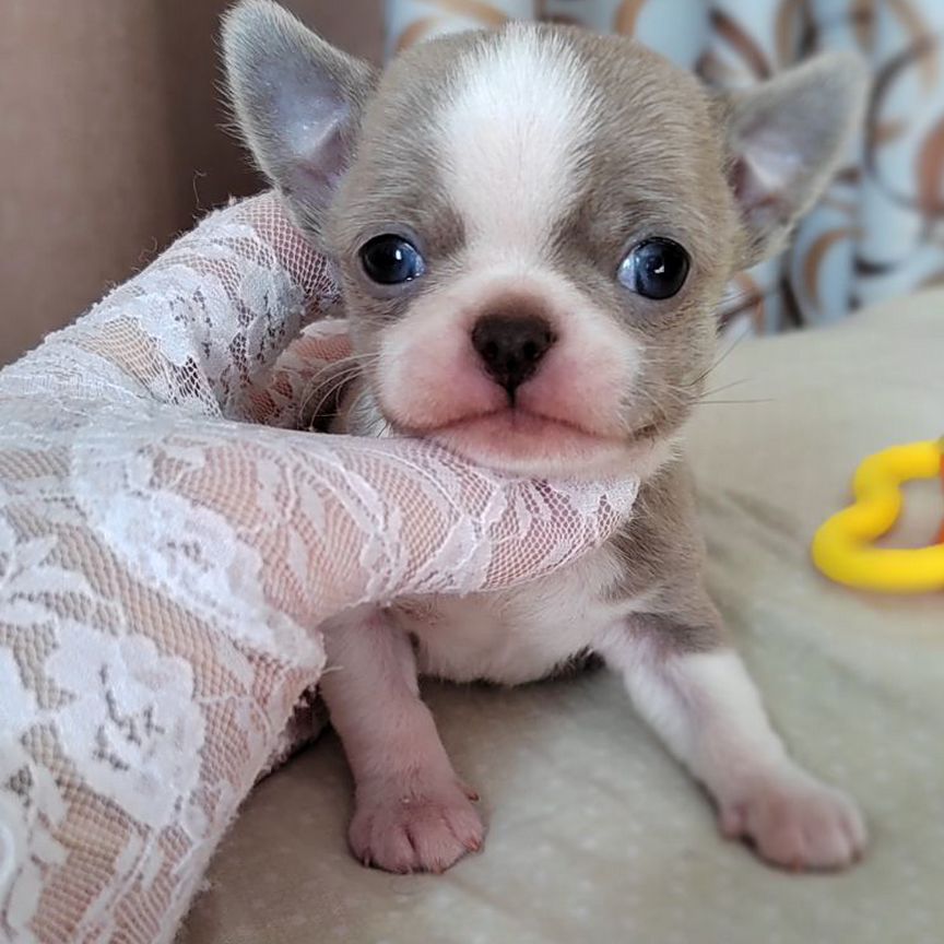 Чихуахуа, щенок