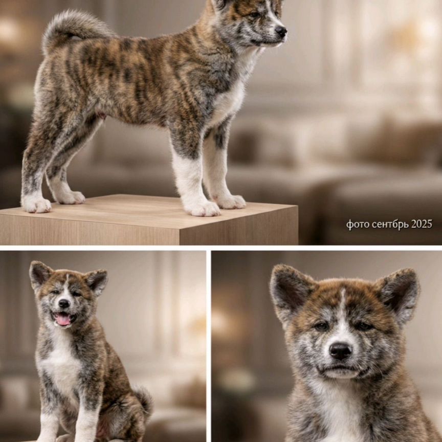 Акита-ину, щенок