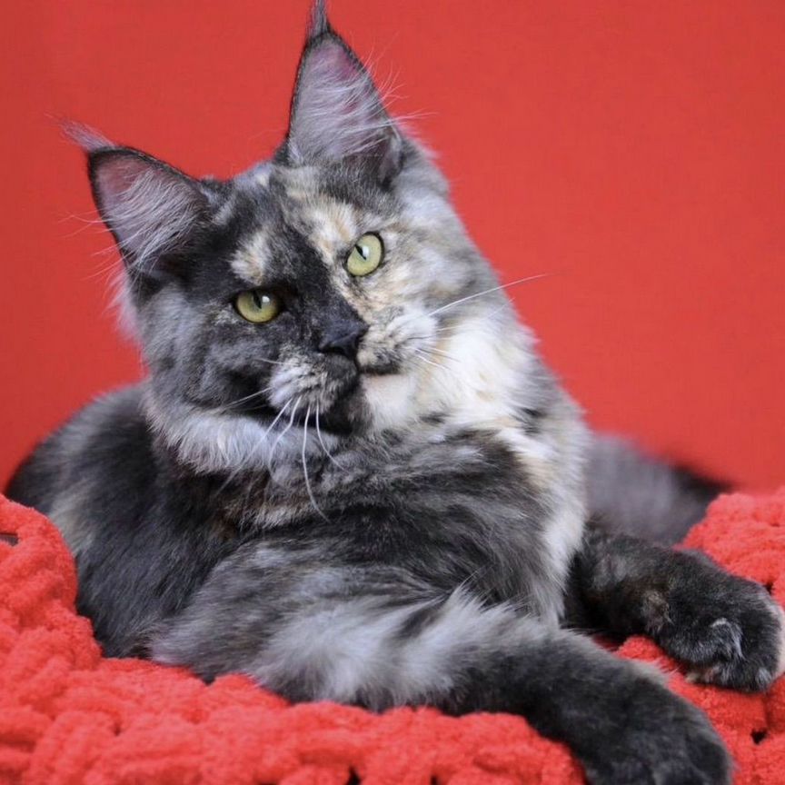 Мейн-кун, взрослая кошка