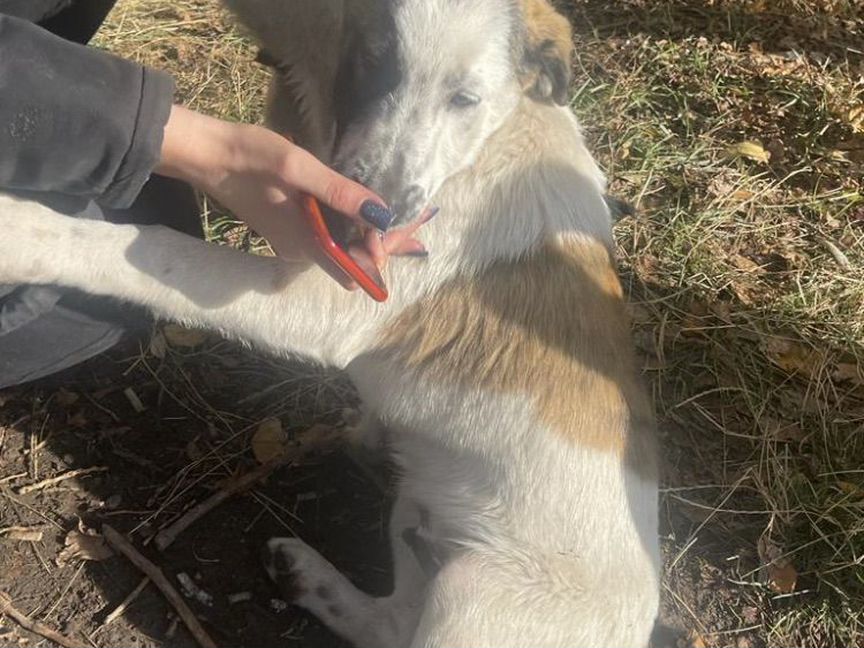 Щенок помесь с сенбернаром мальчик