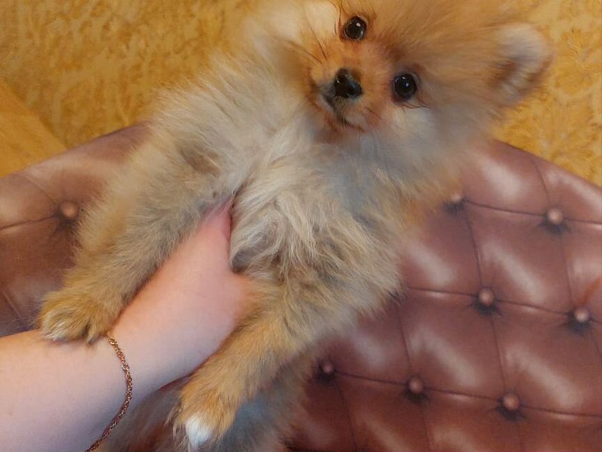 Продажа щенков шпица