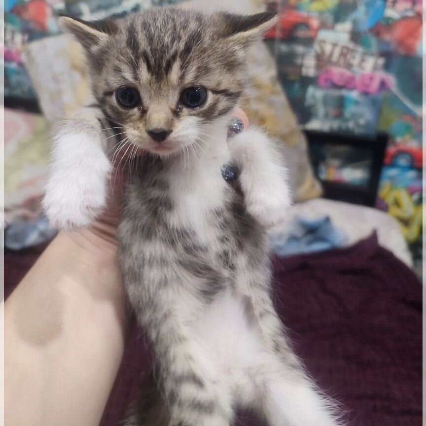 Котенок