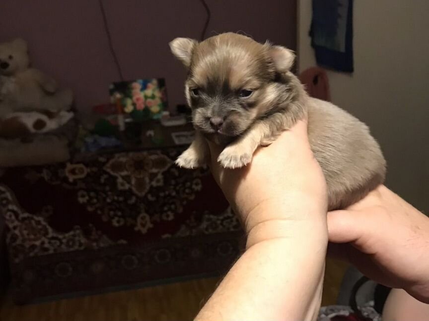 Чишки, девчонки и мальчишки