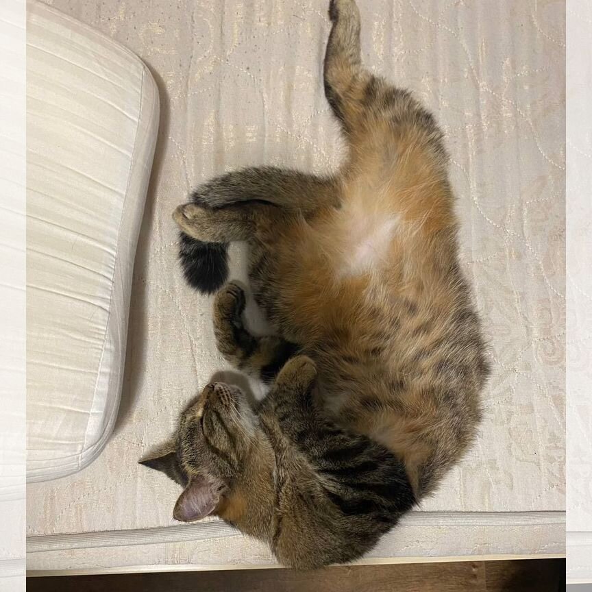 Найдена кошка