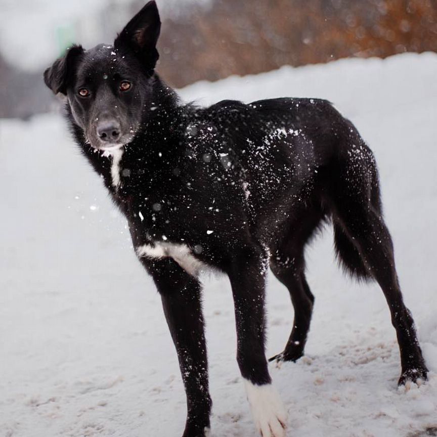 Взрослая собака в добрые руки
