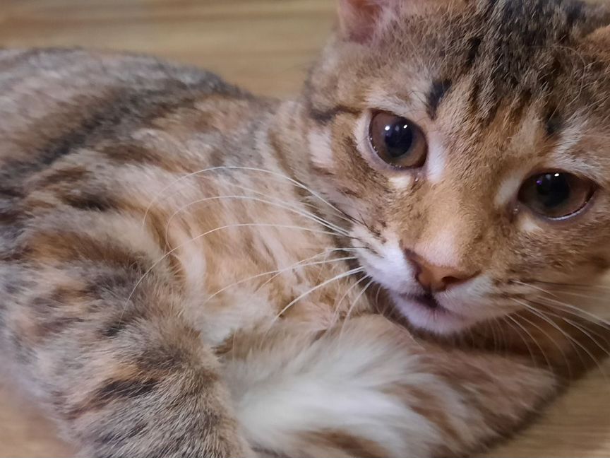 Котодевочка 4 мес