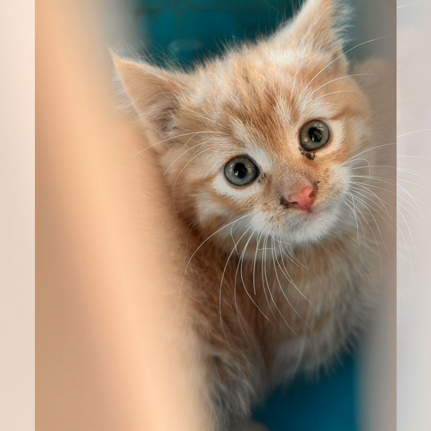 Котёнок в добрые руки