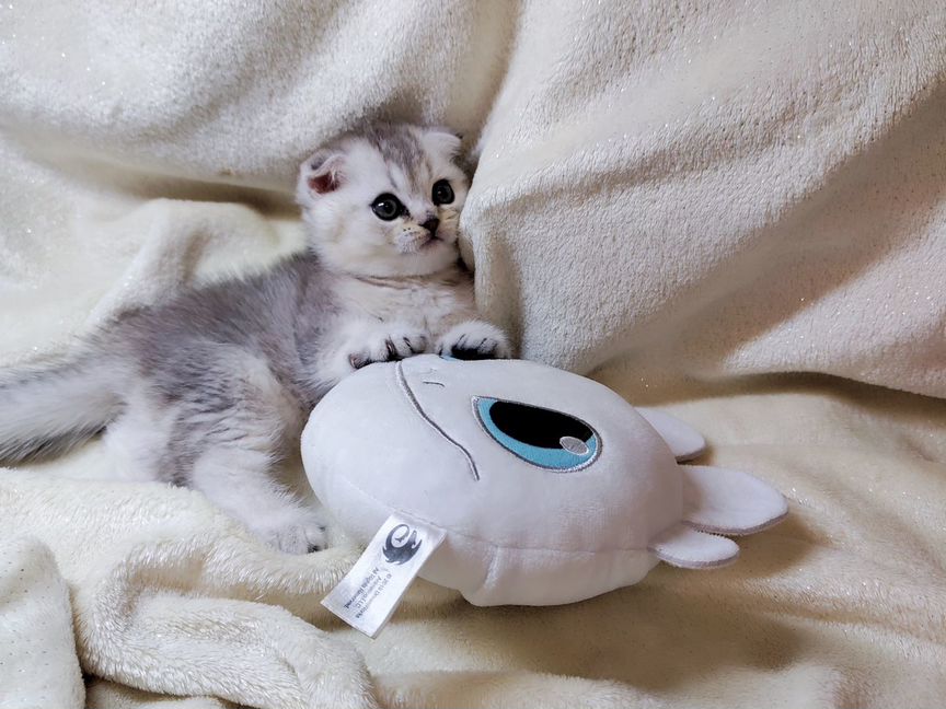 Шотландский вислоухий котёнок