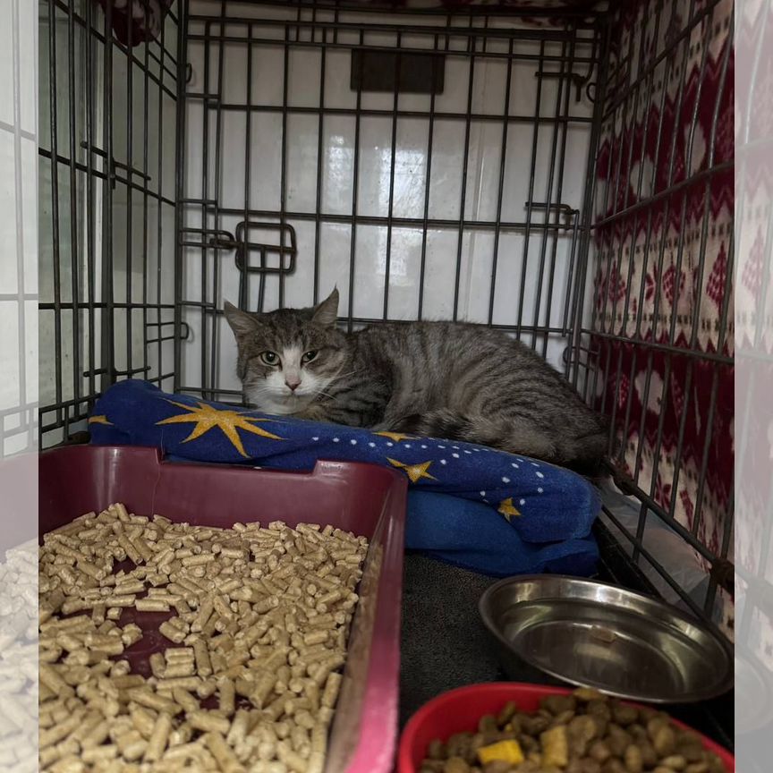 Взрослая кошка в добрые руки