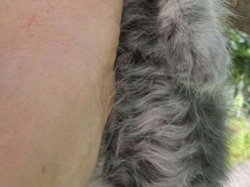 Котик Тимоша