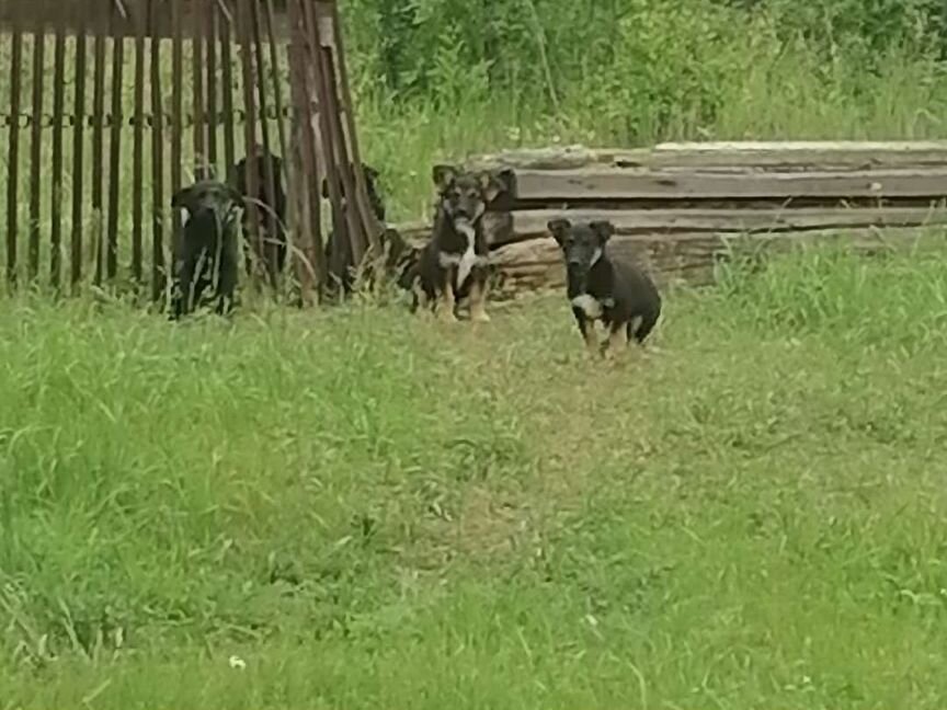 Отдам щенят в добрые руки