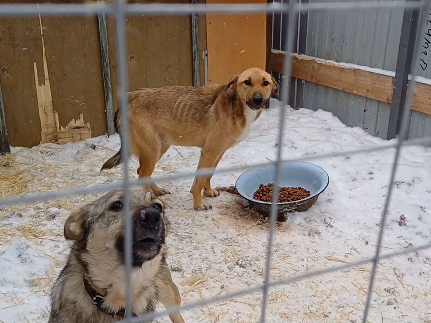 Собаки в беде