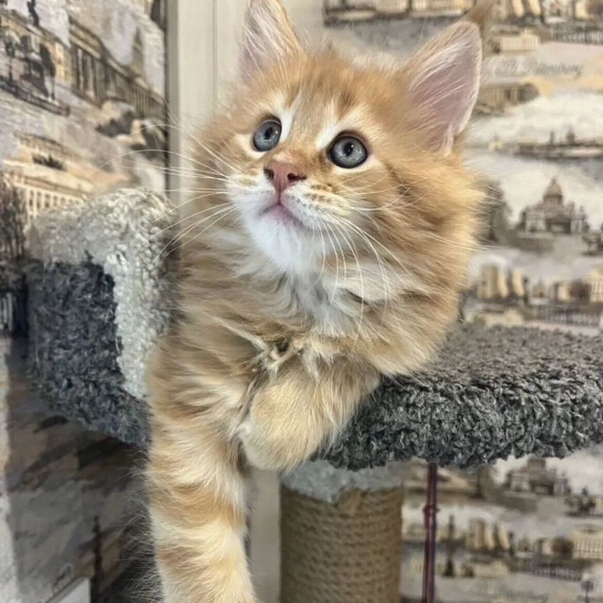 Котята