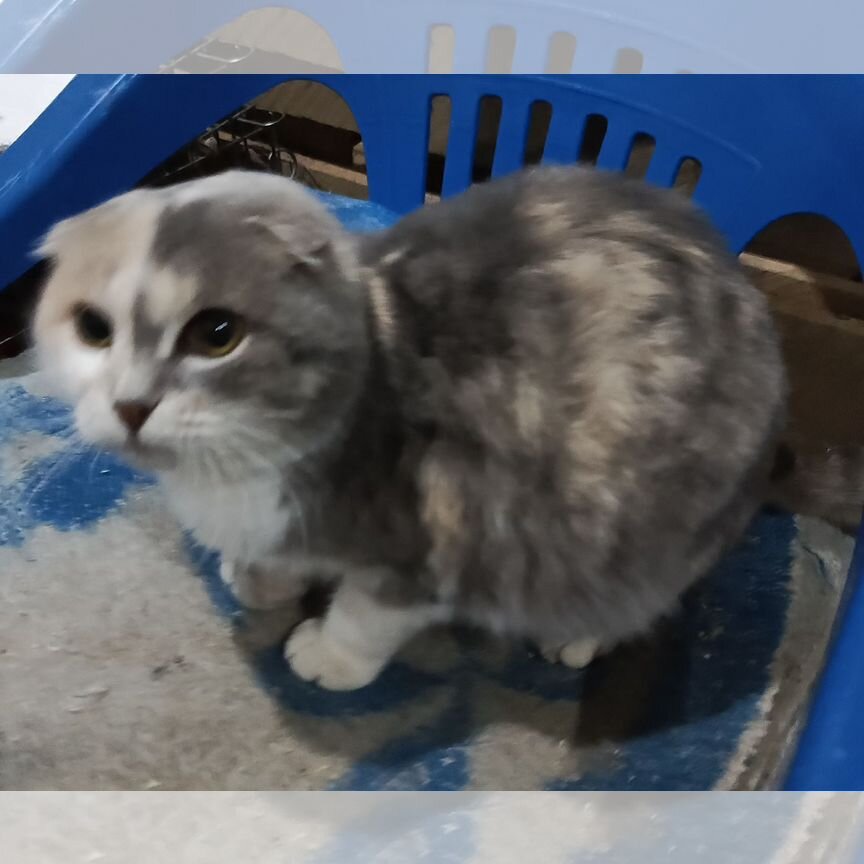 Кошка для пенсионеров