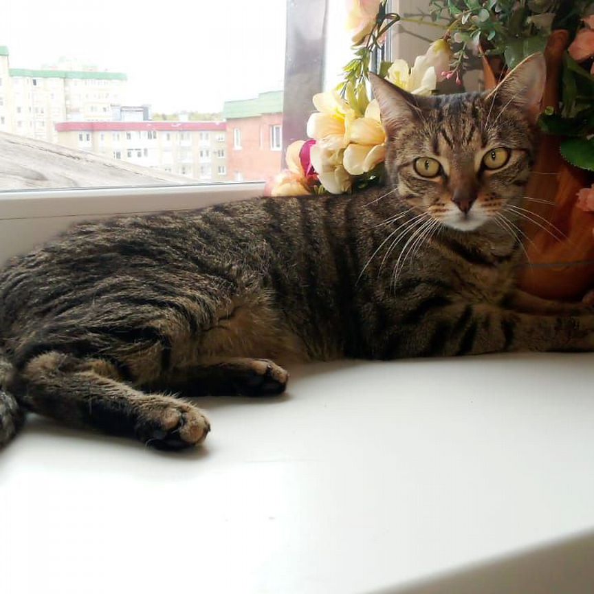 Котик Джерри
