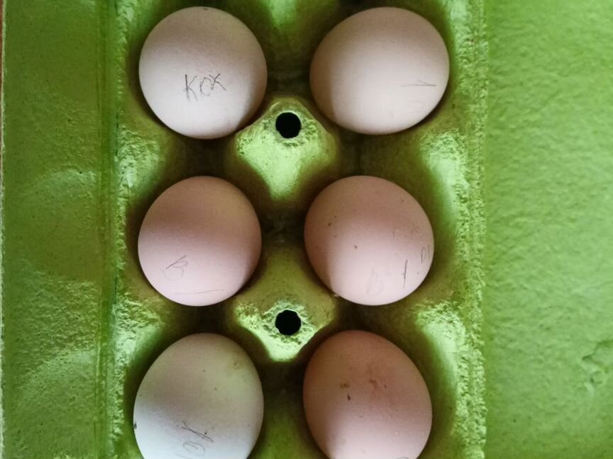 Инкубационное яйцо кур