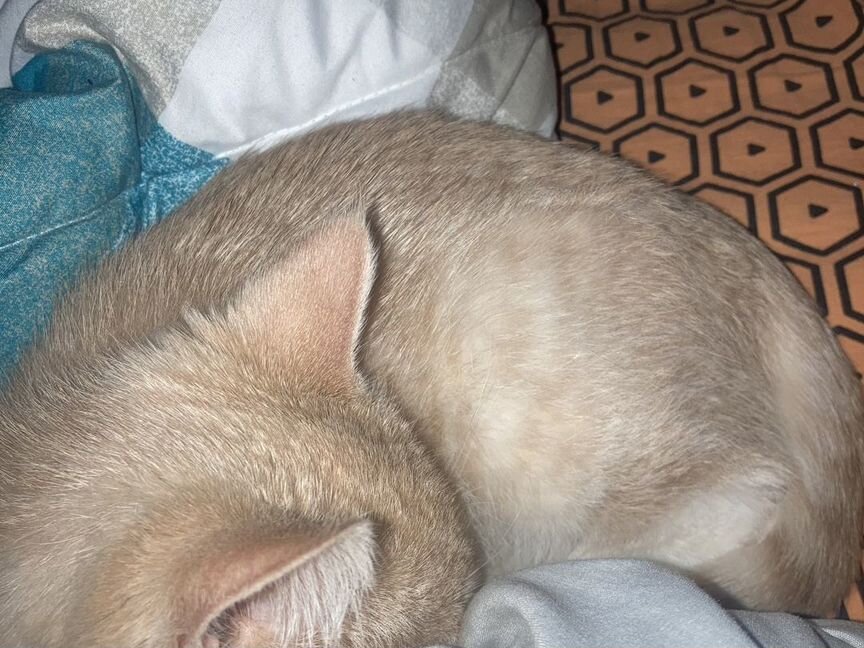 Котята в добрые руки приучены к лотку