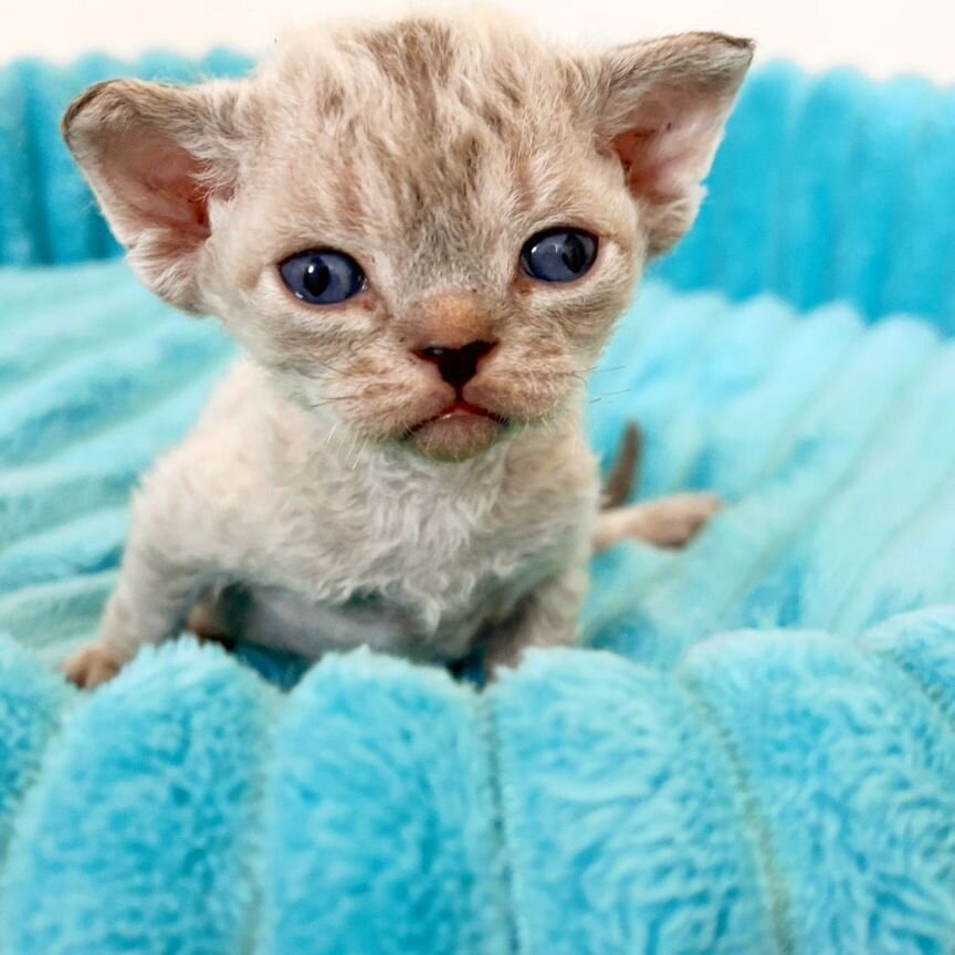 Голубоглазые девонята