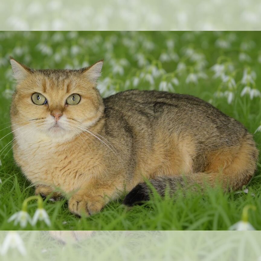 Манчкин, взрослая кошка