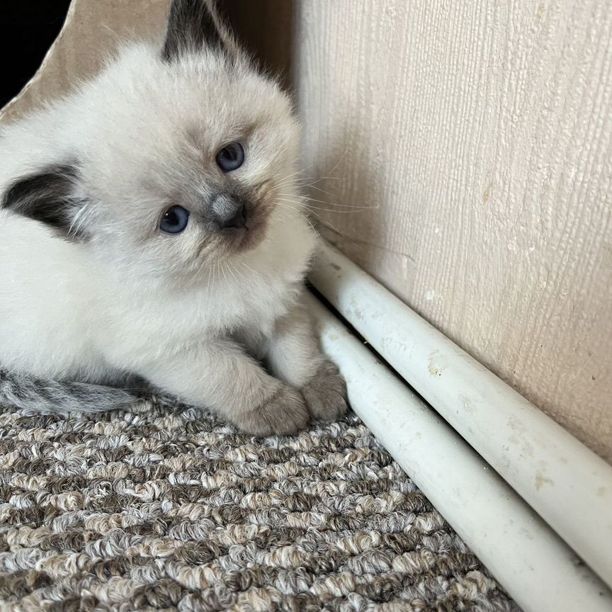 Невские маскарадные котята