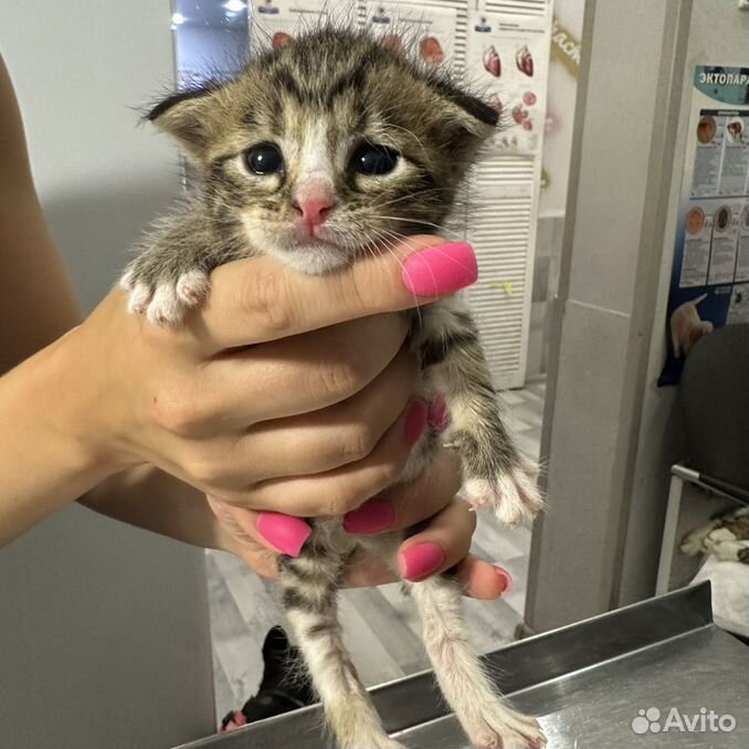 Вислоухий котёнок в добрые руки ищет дом