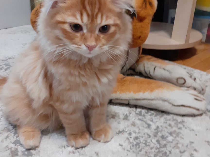Котики бесплатно в добрые руки