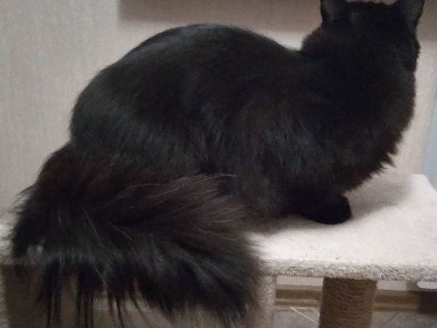 Котик. Метис