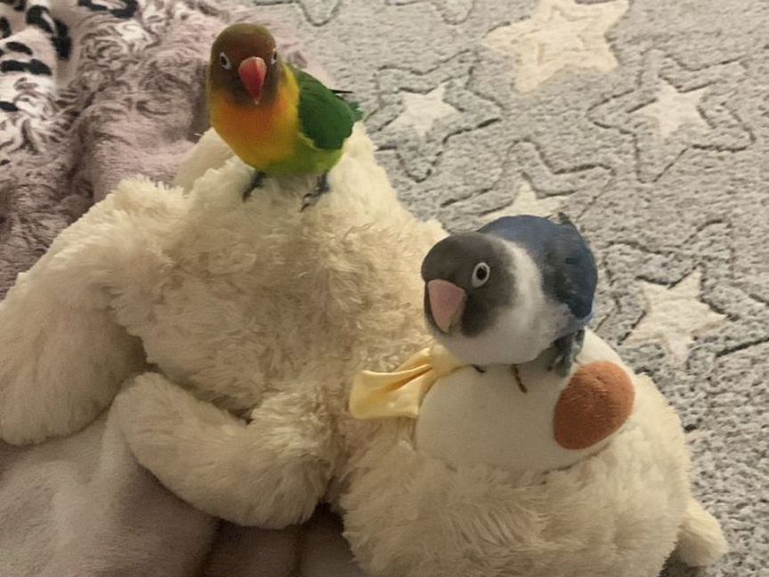 Птенчик неразлучника