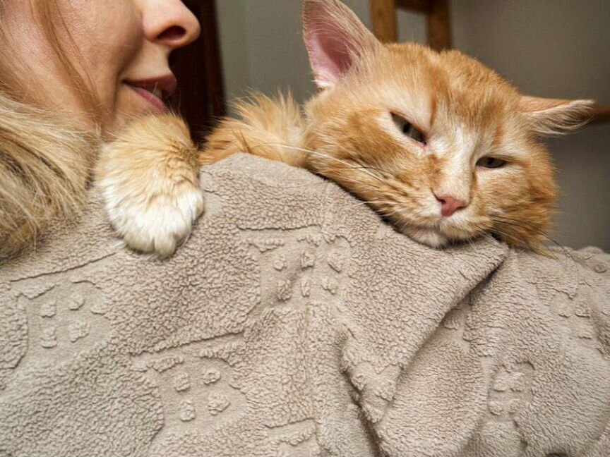 Карамельный котик Твикс