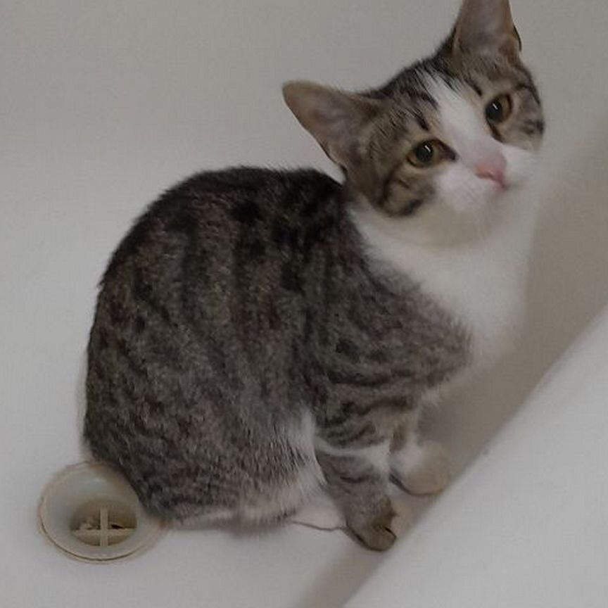 Котёнок в добрые руки