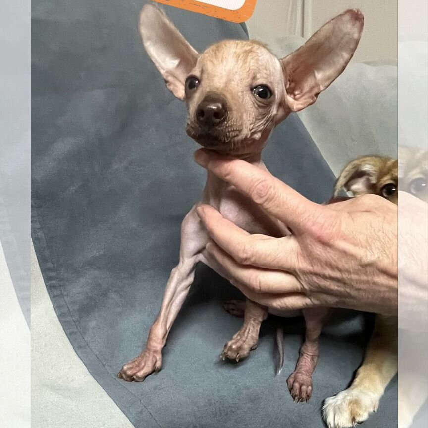 Мексиканская голая собака, щенок