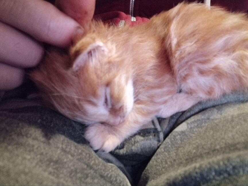 Кошки в добрые руки