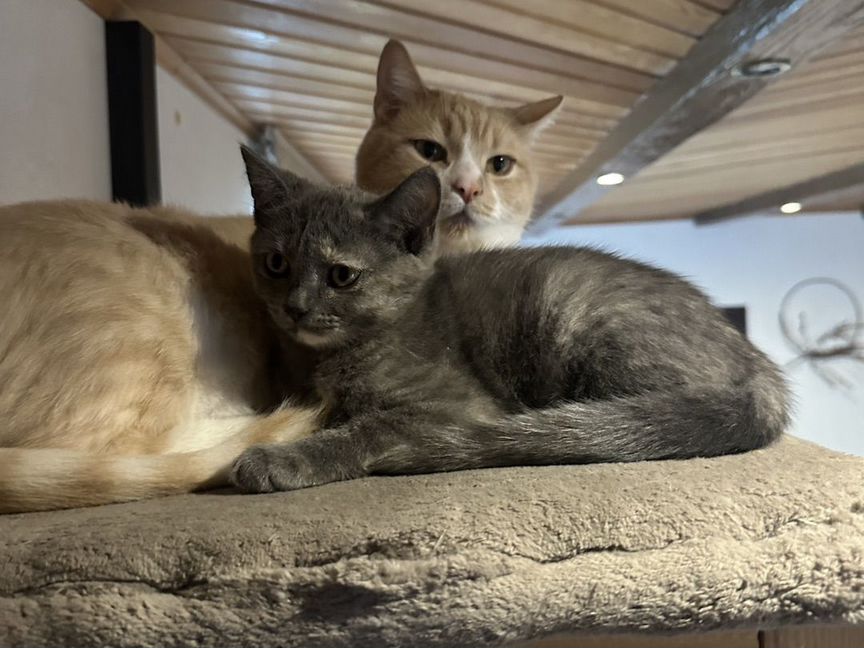 Котенок домашний 3 месяца, лоток на 5 Привит