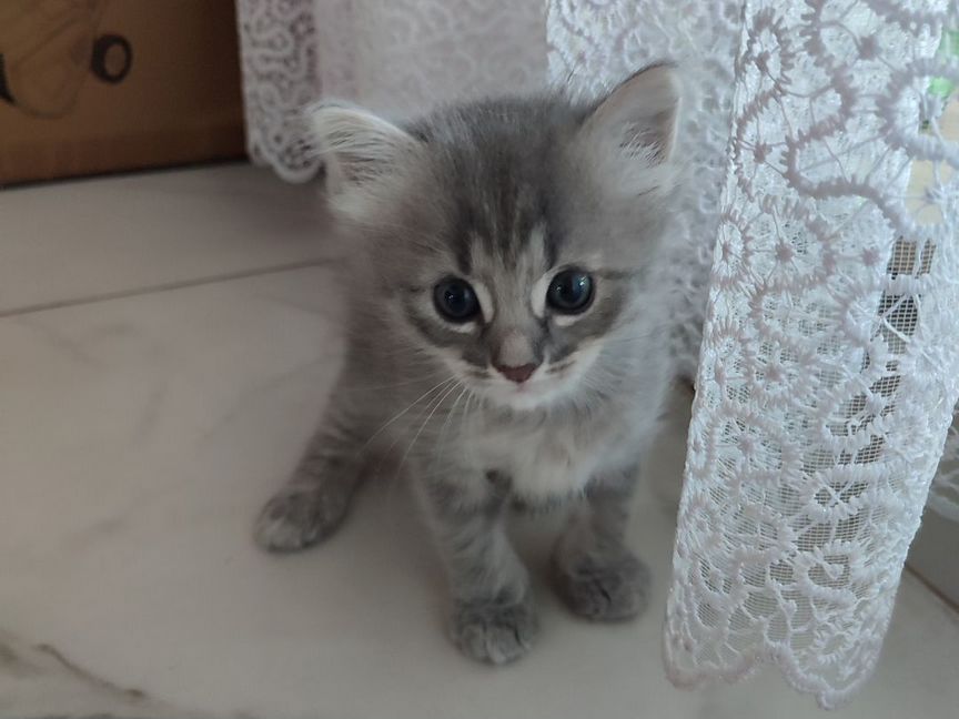 Котята