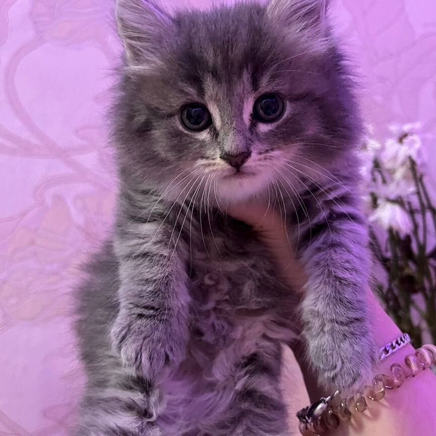 Сибирские котята