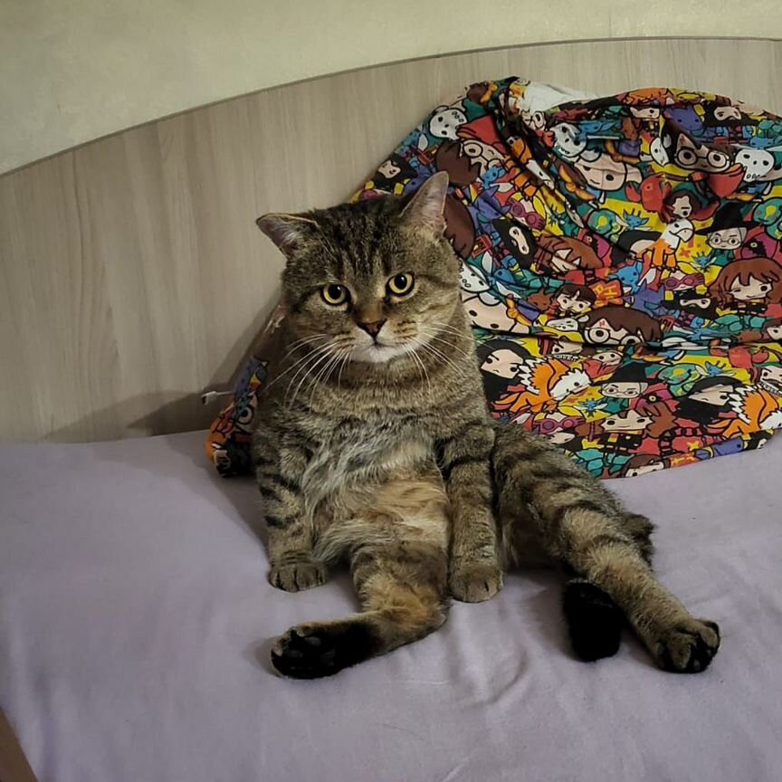 Кот борец Томас ищет дом