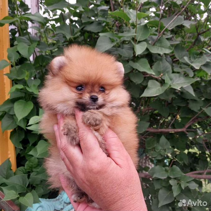 Шпицемалышки